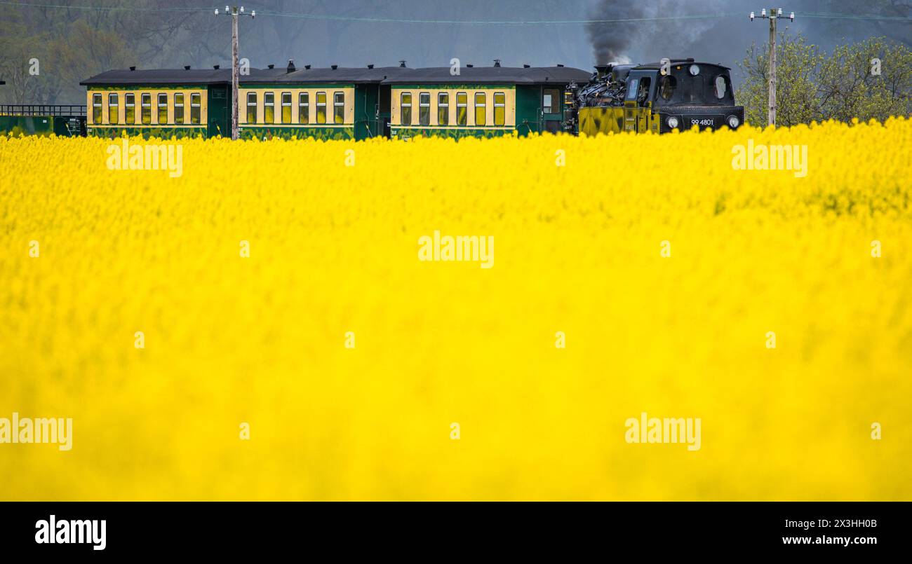 Posewald, Germany. 26th Apr, 2024. Steam locomotive 99 4801, built in ...