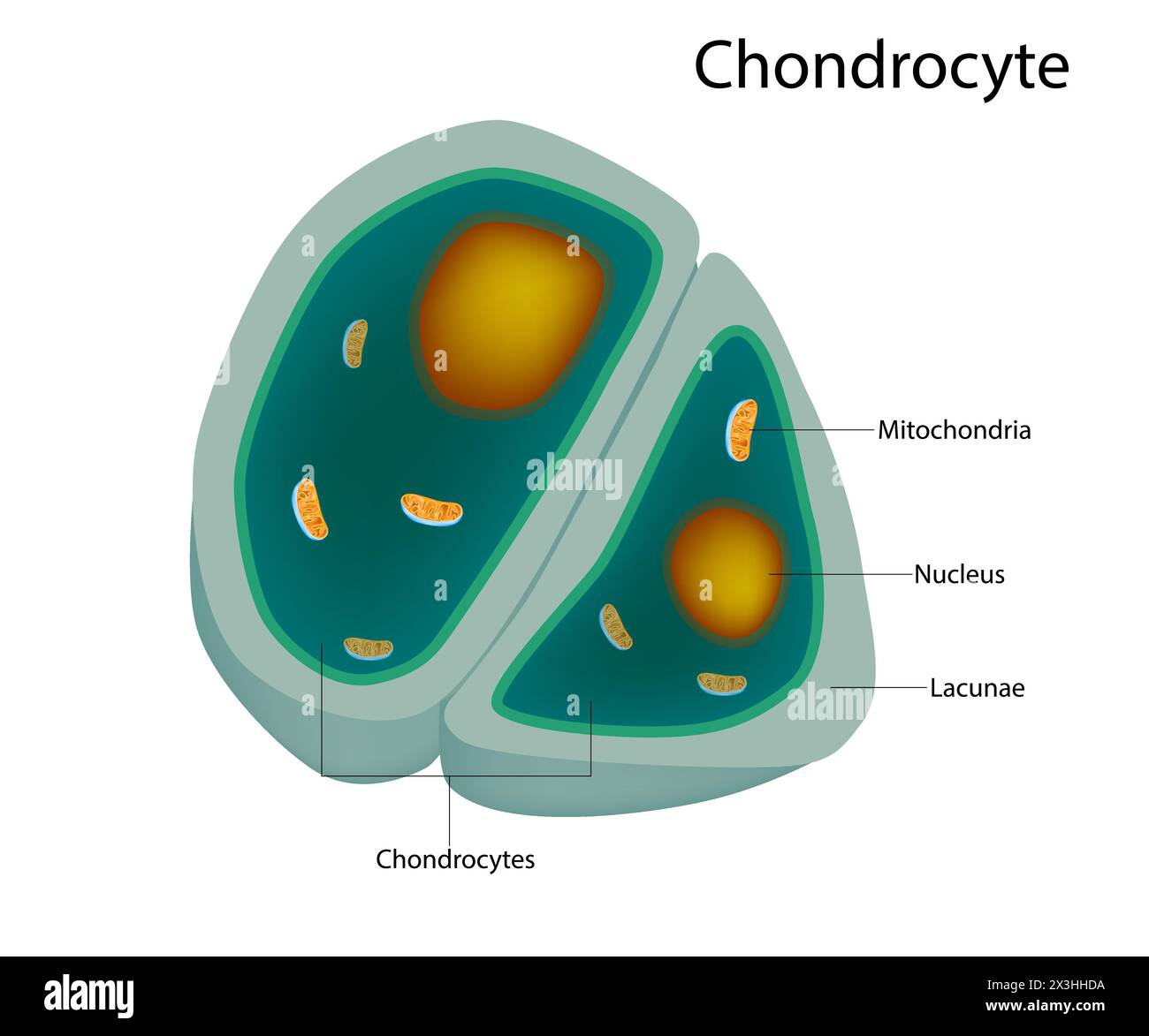 Bone structure research Stock Vector Images - Alamy