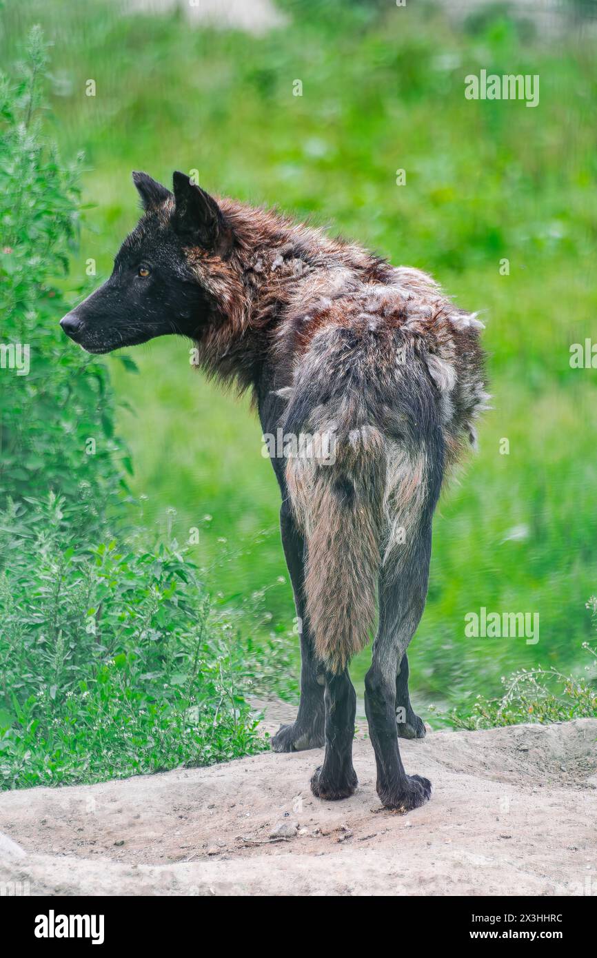 Interior Alaskan wolf, (Canis lupus pambasileus), looking to the side ...