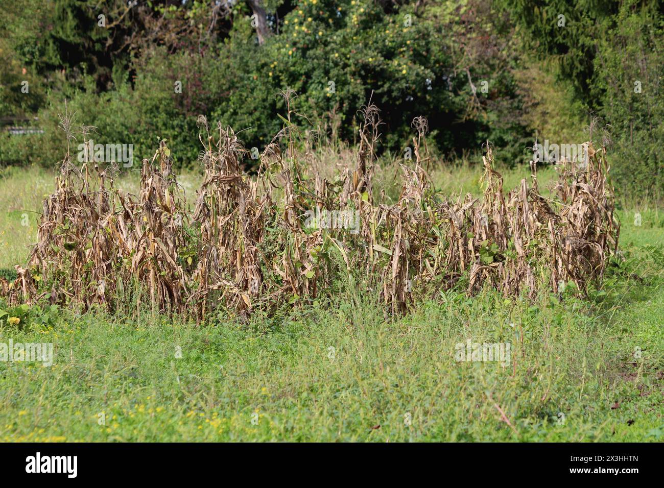 Bunch of tall narrow dry corn stalks left in local field mixed with ...