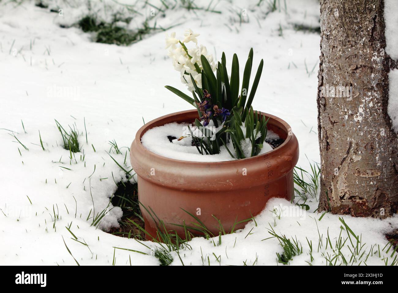 Snow covered Hyacinths or Hyacinthus bulbous spring blooming perennial ...