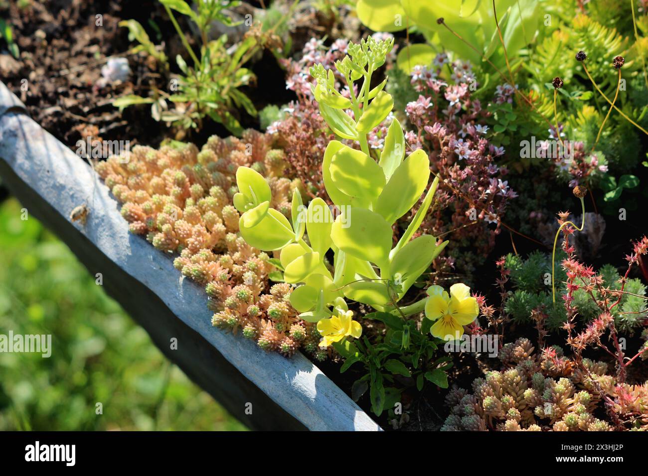 Water storing plant hi-res stock photography and images - Alamy