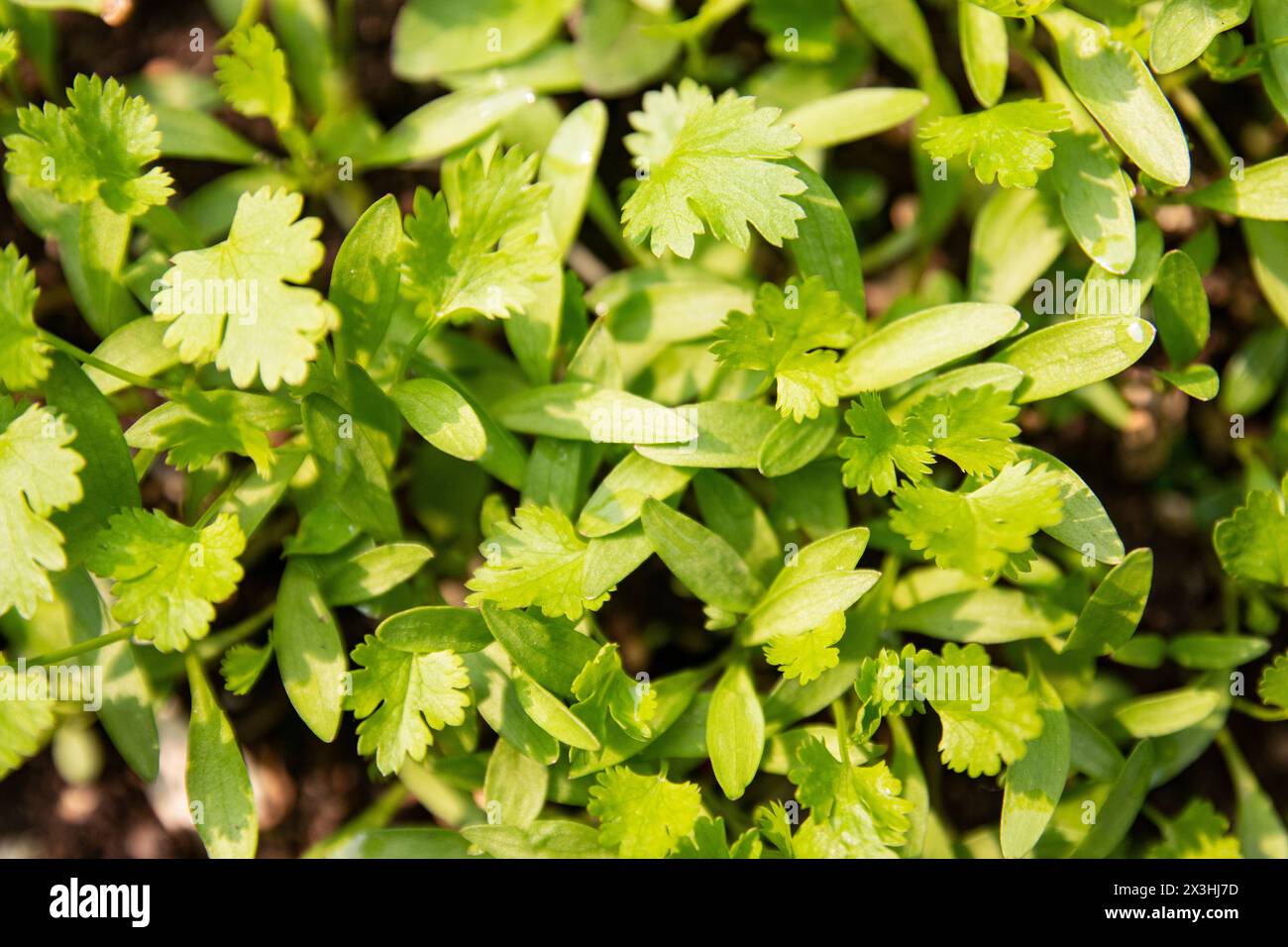 baby coriander sprouts in a garden.Health benefits of coriander ...