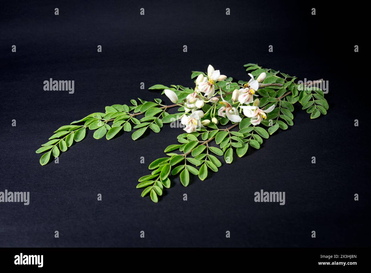 flower and young leaves of Fresh green medicinal Pods of Moringa ...