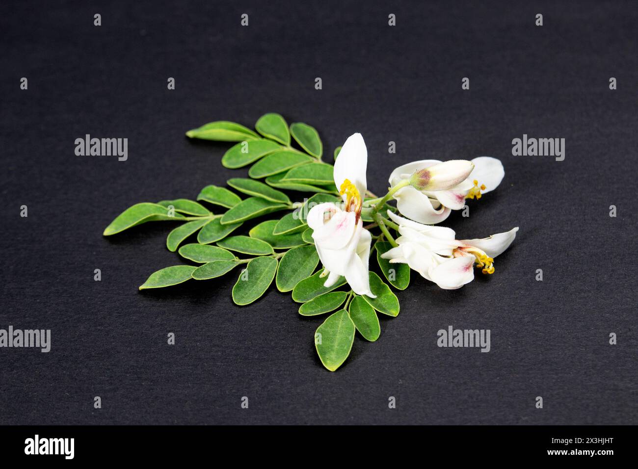 flower and young leaves of Fresh green medicinal Pods of Moringa ...