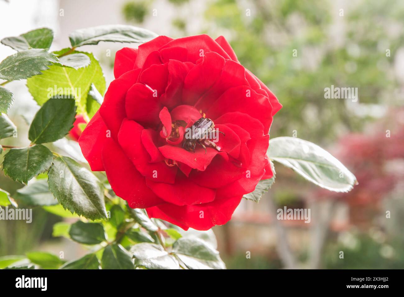 Beautiful red rose flower in the garden. Natural floral background ...