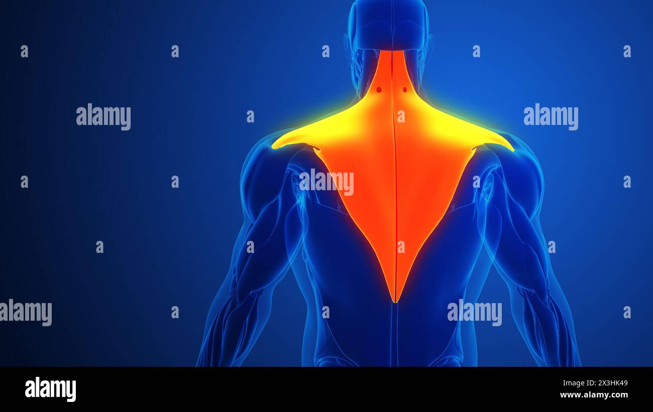 Trapezius Muscle Pain with blue background Stock Photo - Alamy