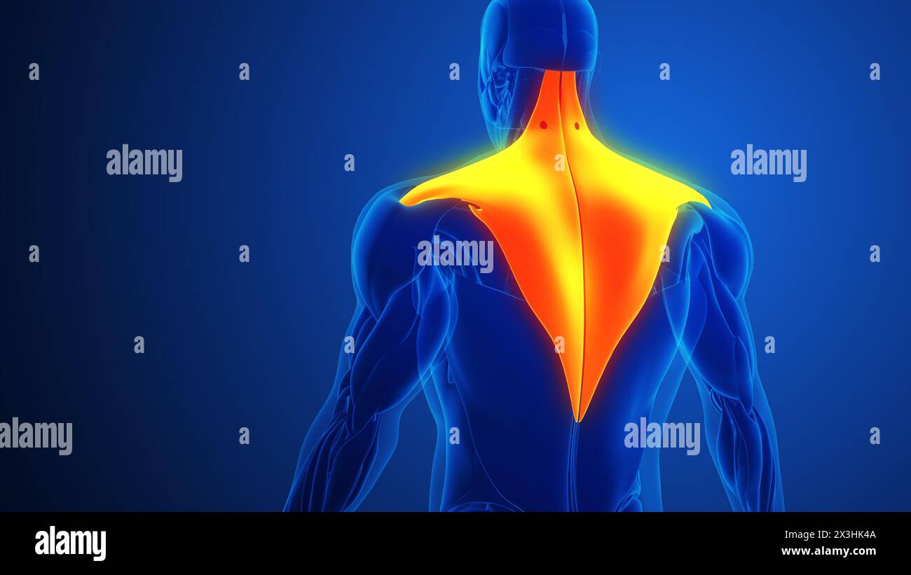 Illustration trapezius muscle anatomy hi-res stock photography and ...