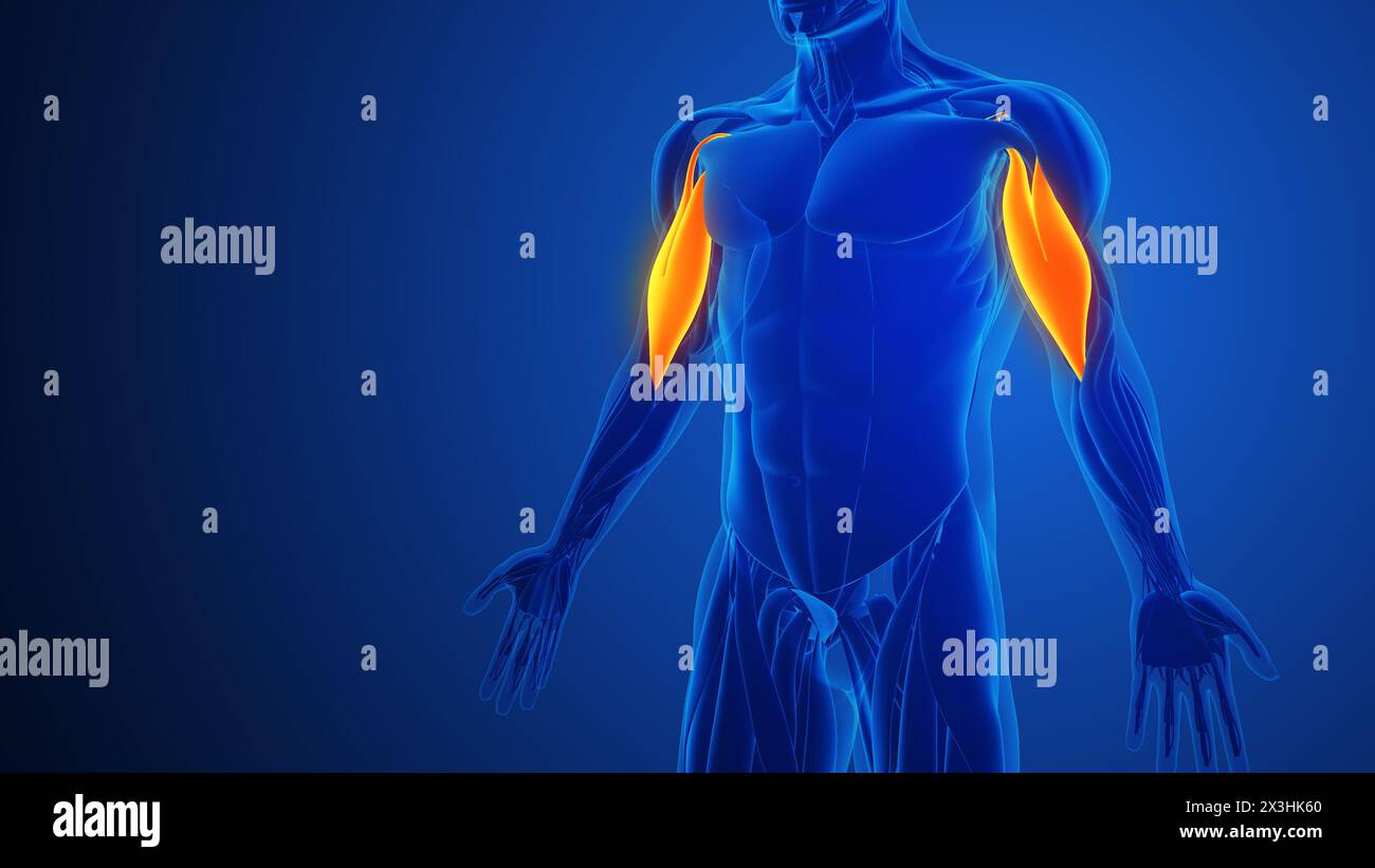 Muscle anatomy chart hi-res stock photography and images - Alamy