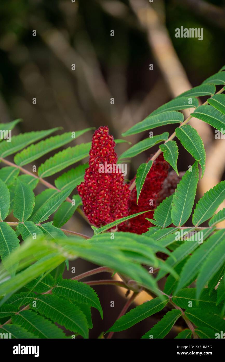 Colorful autumn flowers stands hi-res stock photography and images - Alamy