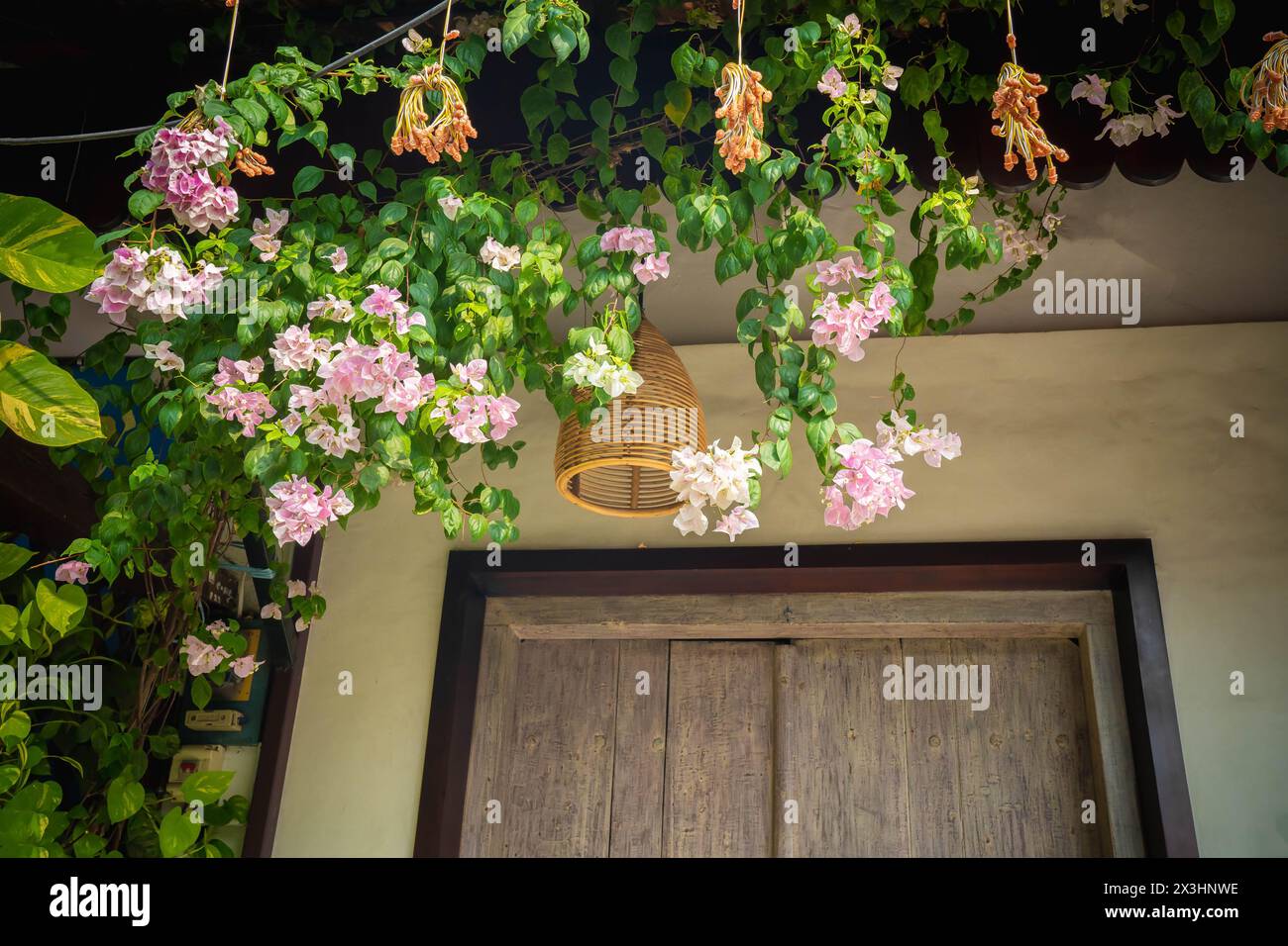 White window on green wall with climbing plant. Natural green leaf ...