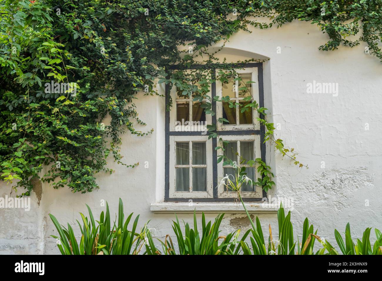 White window on green wall with climbing plant. Natural green leaf ...