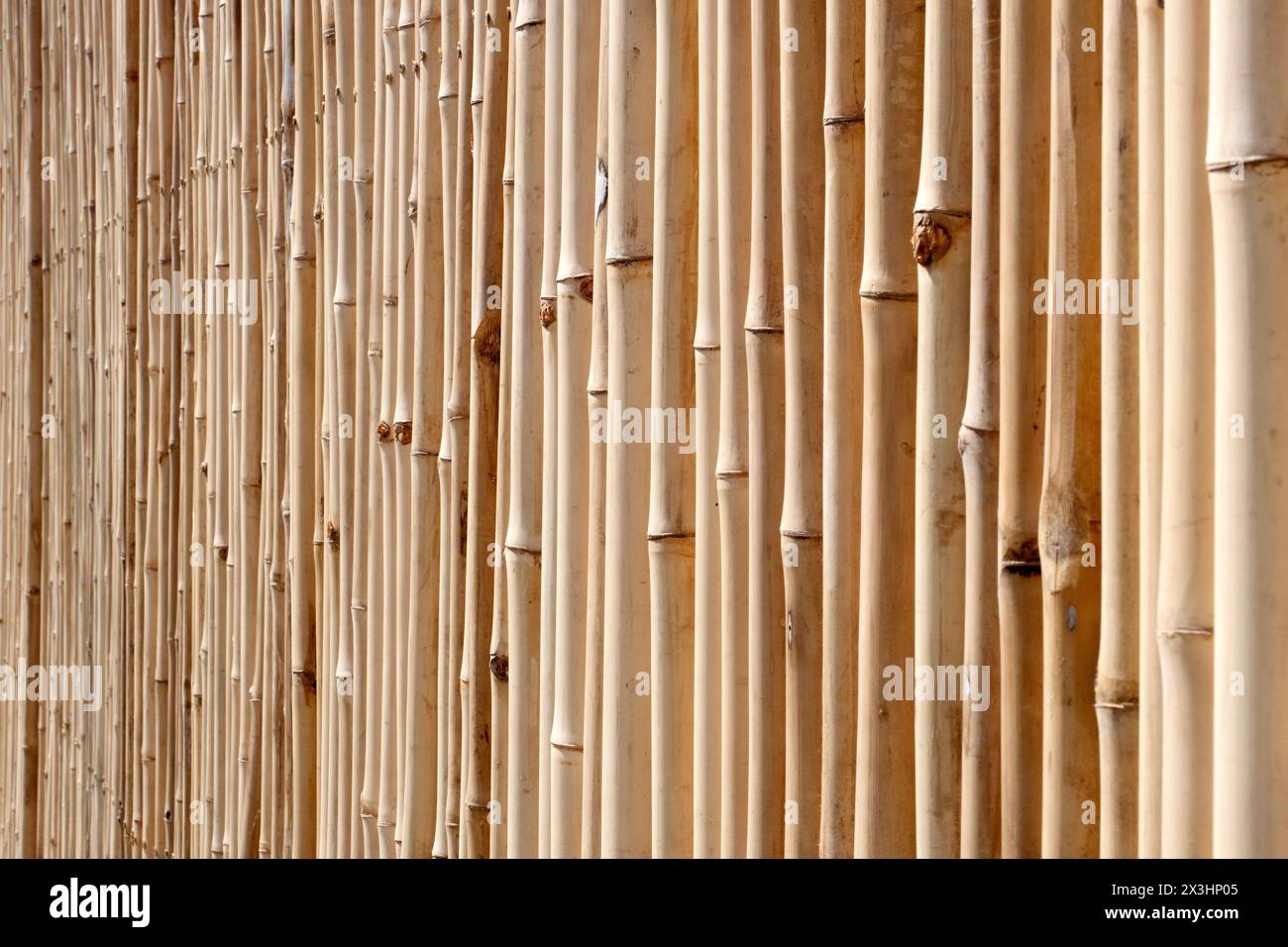 bamboo fence or wall texture background for interior or exterior design ...