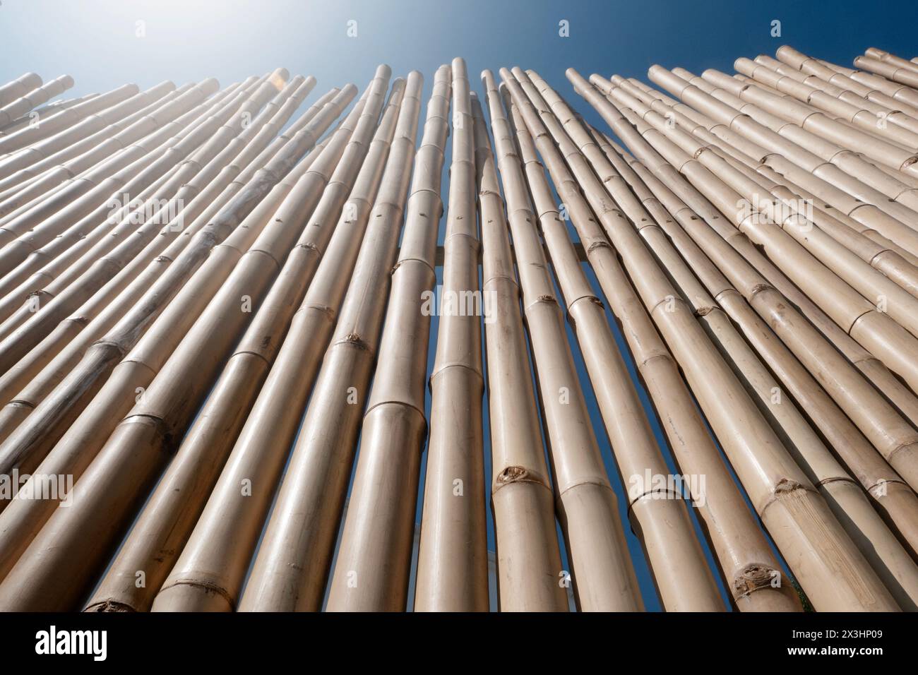 bamboo fence or wall texture background for interior or exterior design ...