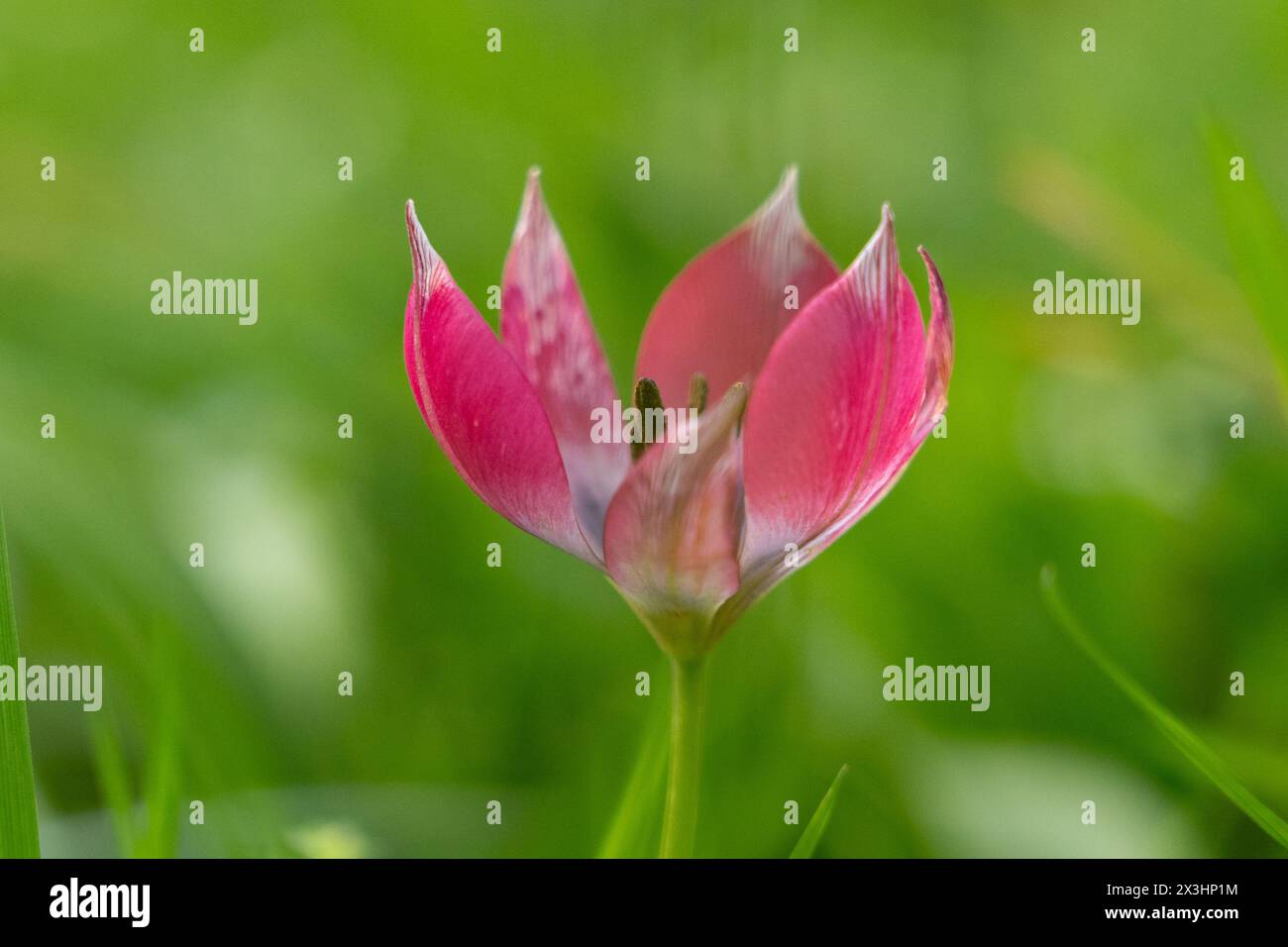 Pink Tulip Humilis Helene flower on a blurred clean green background ...