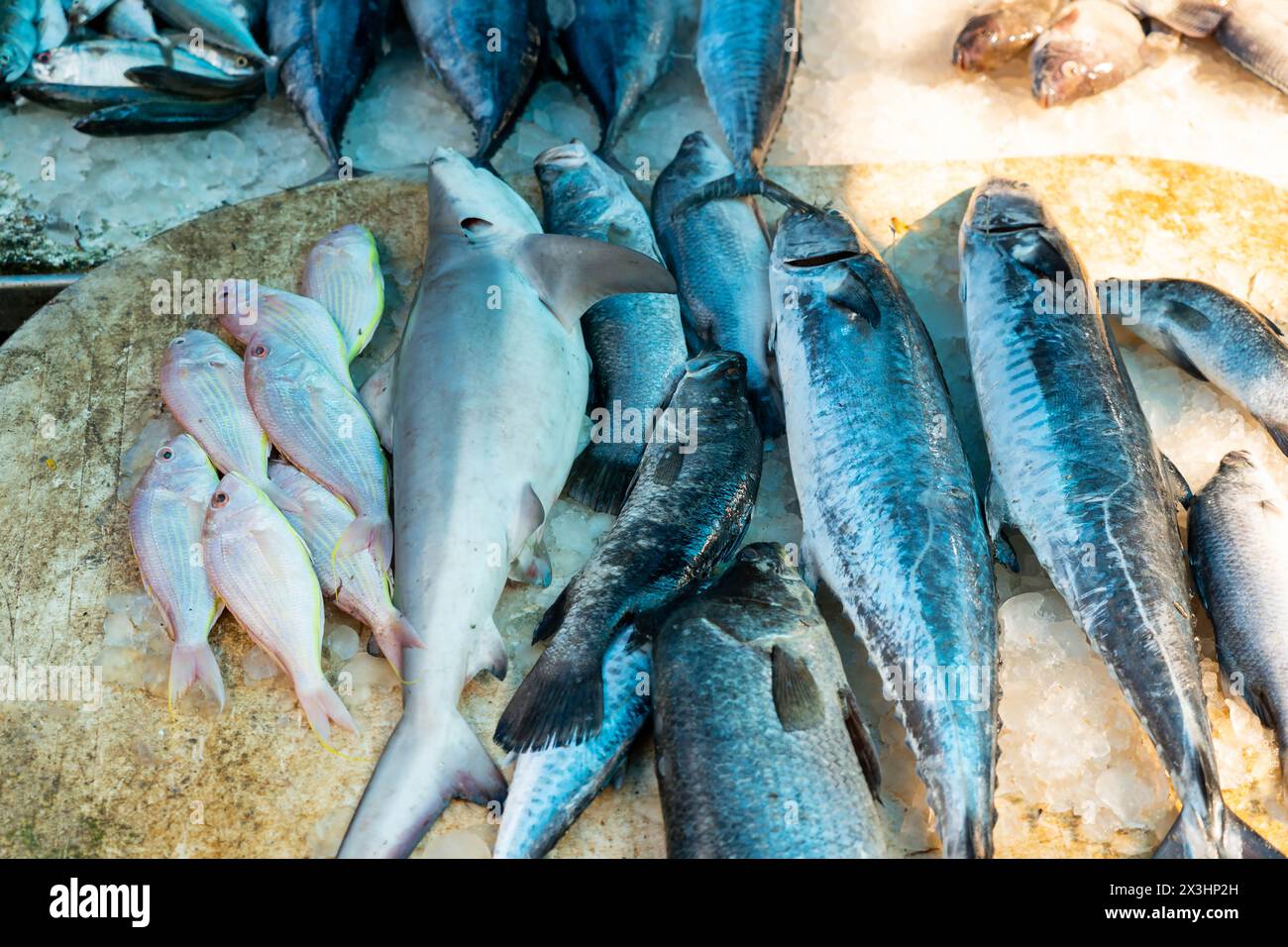 common sea fishes in Kerala Stock Photo - Alamy