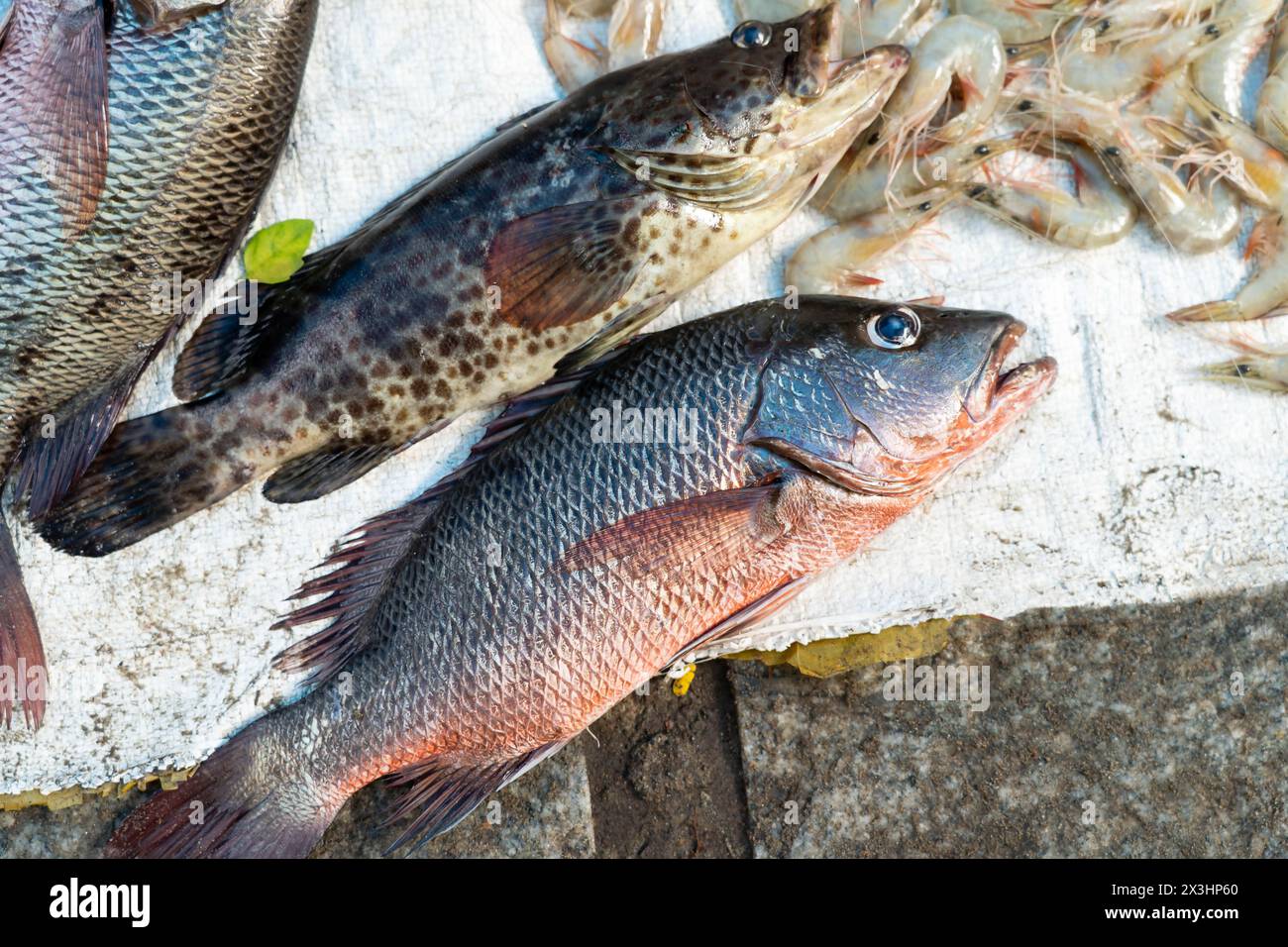 Fishes shrimps fish market hi-res stock photography and images - Alamy