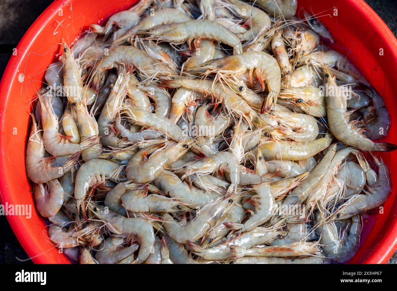 common sea fishes in Kerala Stock Photo - Alamy