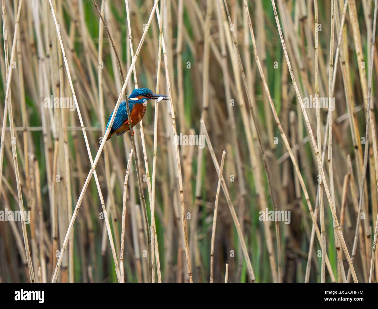 Warnham nature reserve kingfisher hi-res stock photography and images ...