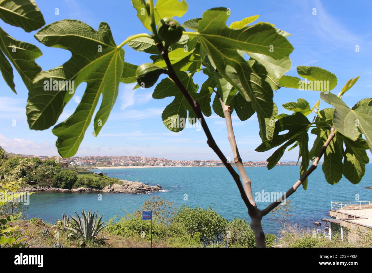 Fig trees with fruit by Black Sea cost Bulgaria Stock Photo - Alamy