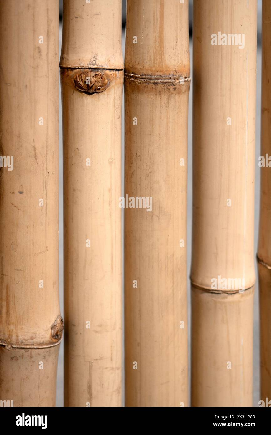 bamboo fence or wall texture background for interior or exterior design ...