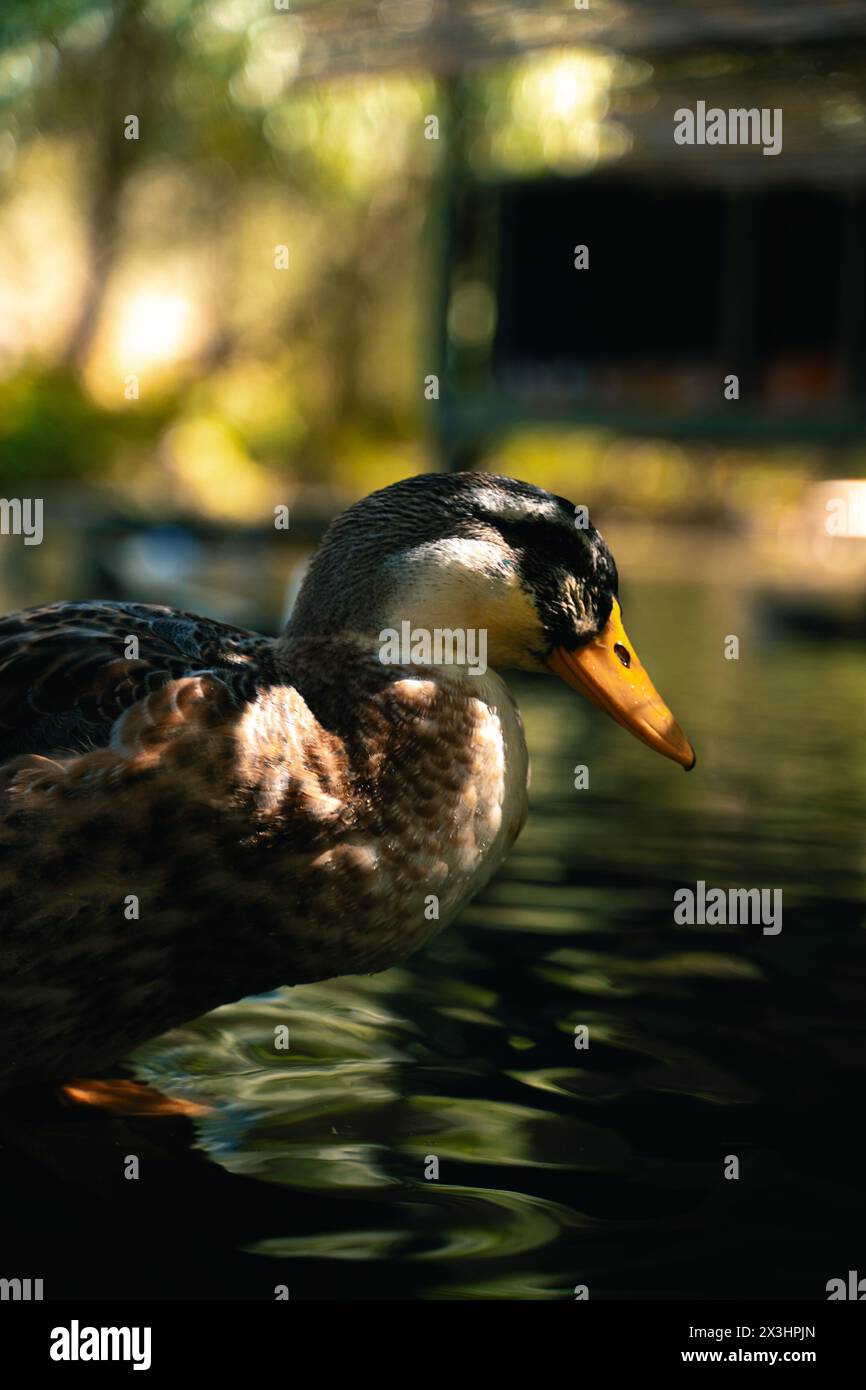 Turkish duck hi-res stock photography and images - Alamy