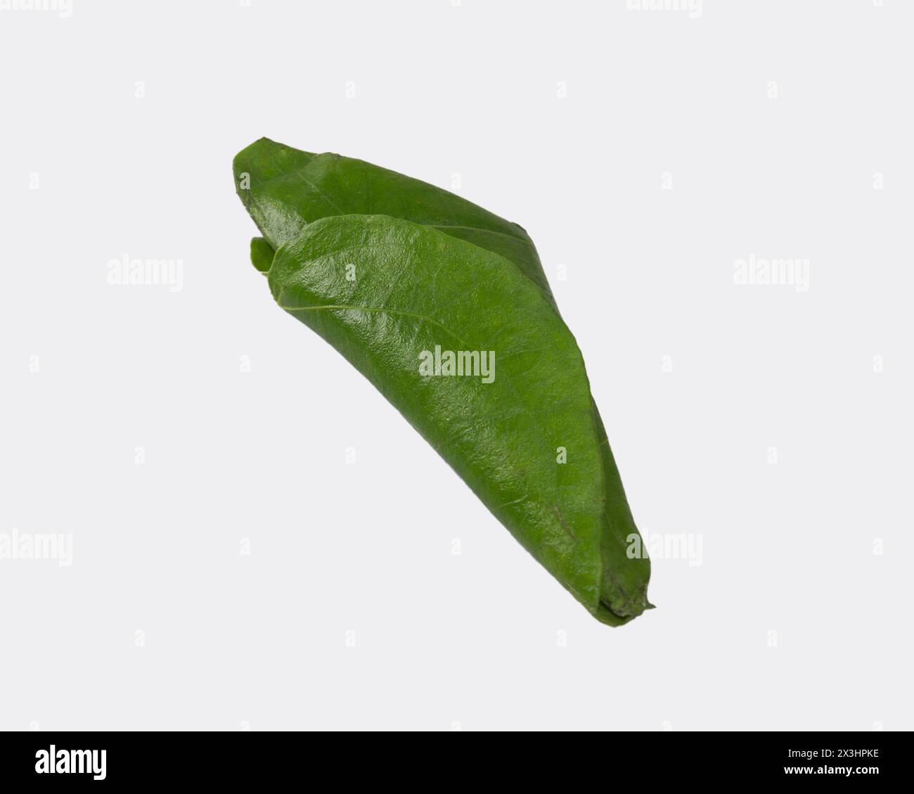 Green edible sweet betel leaf isolated on the white background. Fresh ...