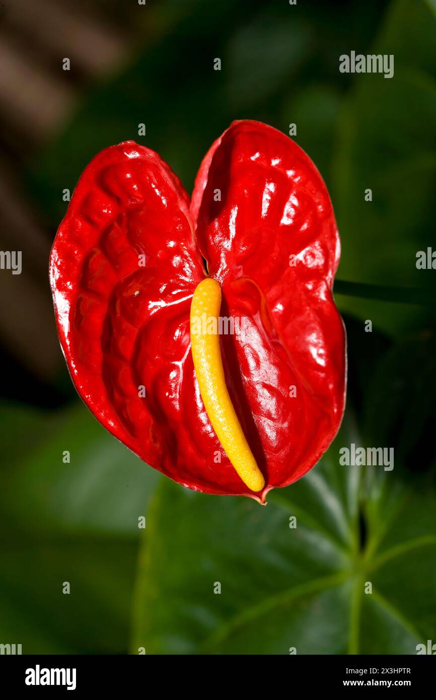 Anthurie, Authurium, flamingo flower Stock Photo - Alamy