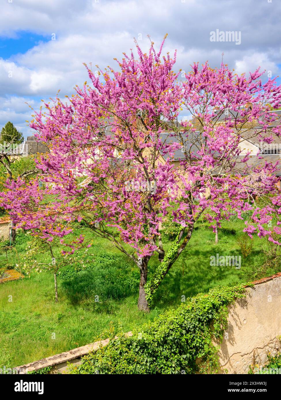 Flowering Purple Jacaranda (?) tree in springtime - sud-Touraine ...