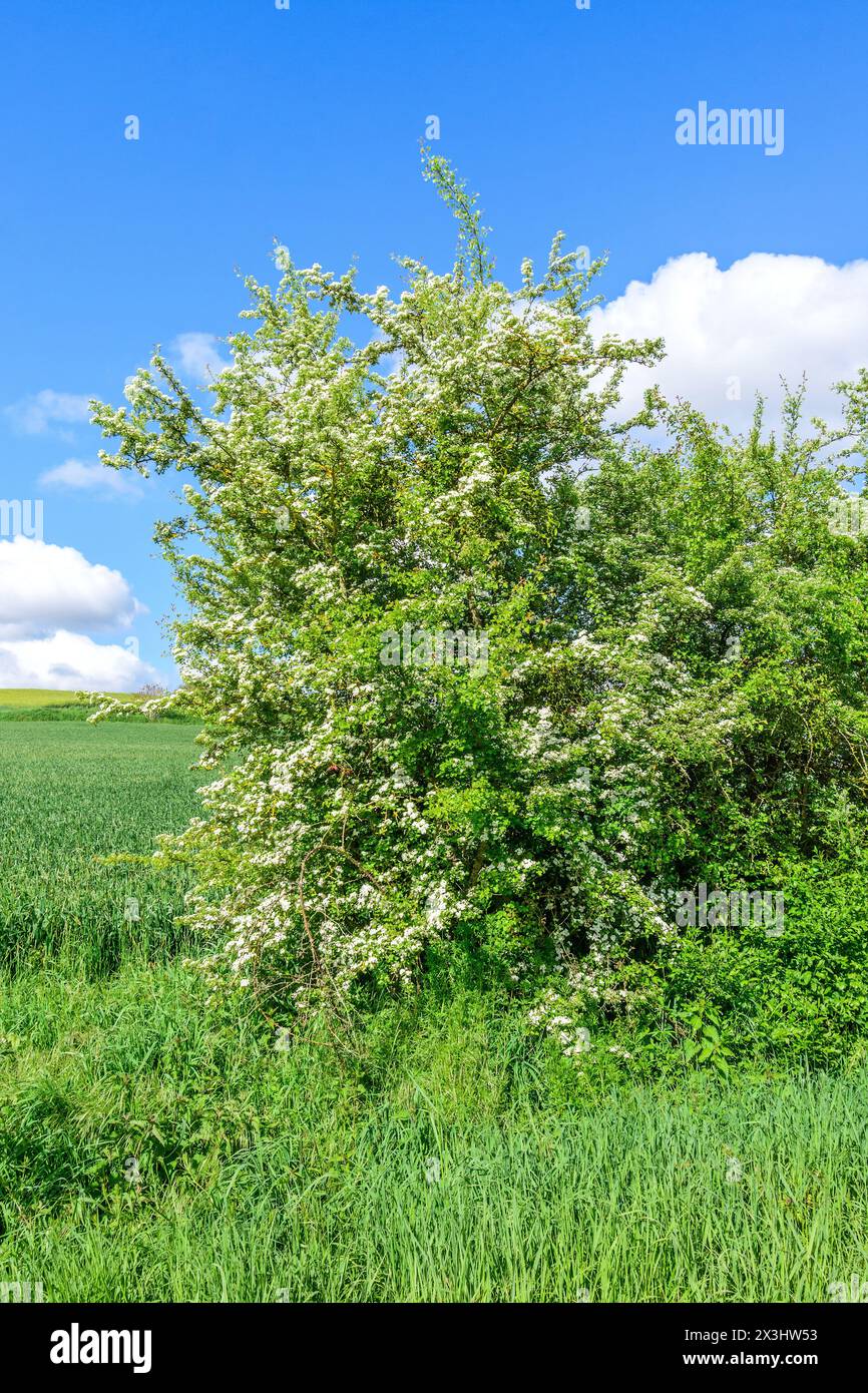 Hawthorn, quickthorn, thornapple, May-tree, whitethorn, Mayflower or ...
