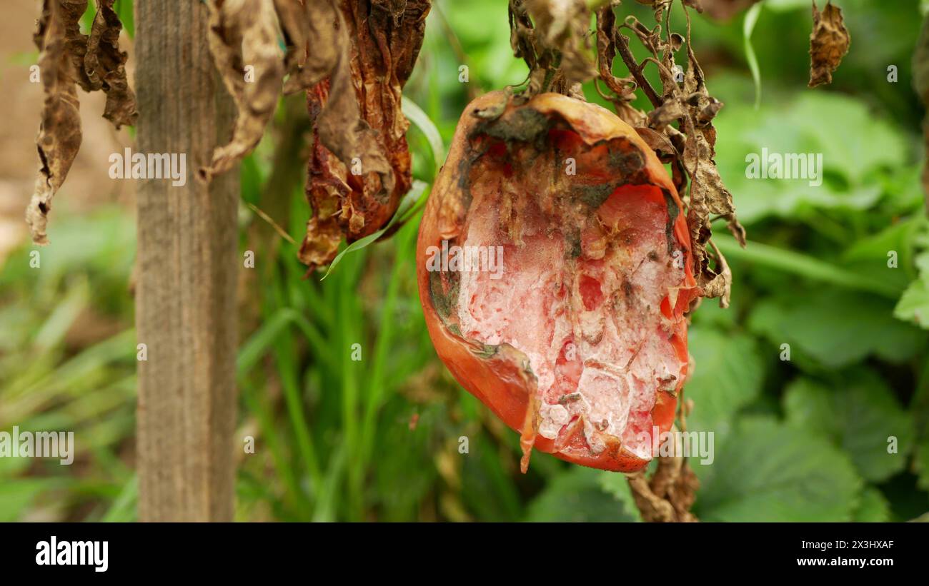 Rotten tomato mold fungi farm farming bio organic rot rust vegetables ...