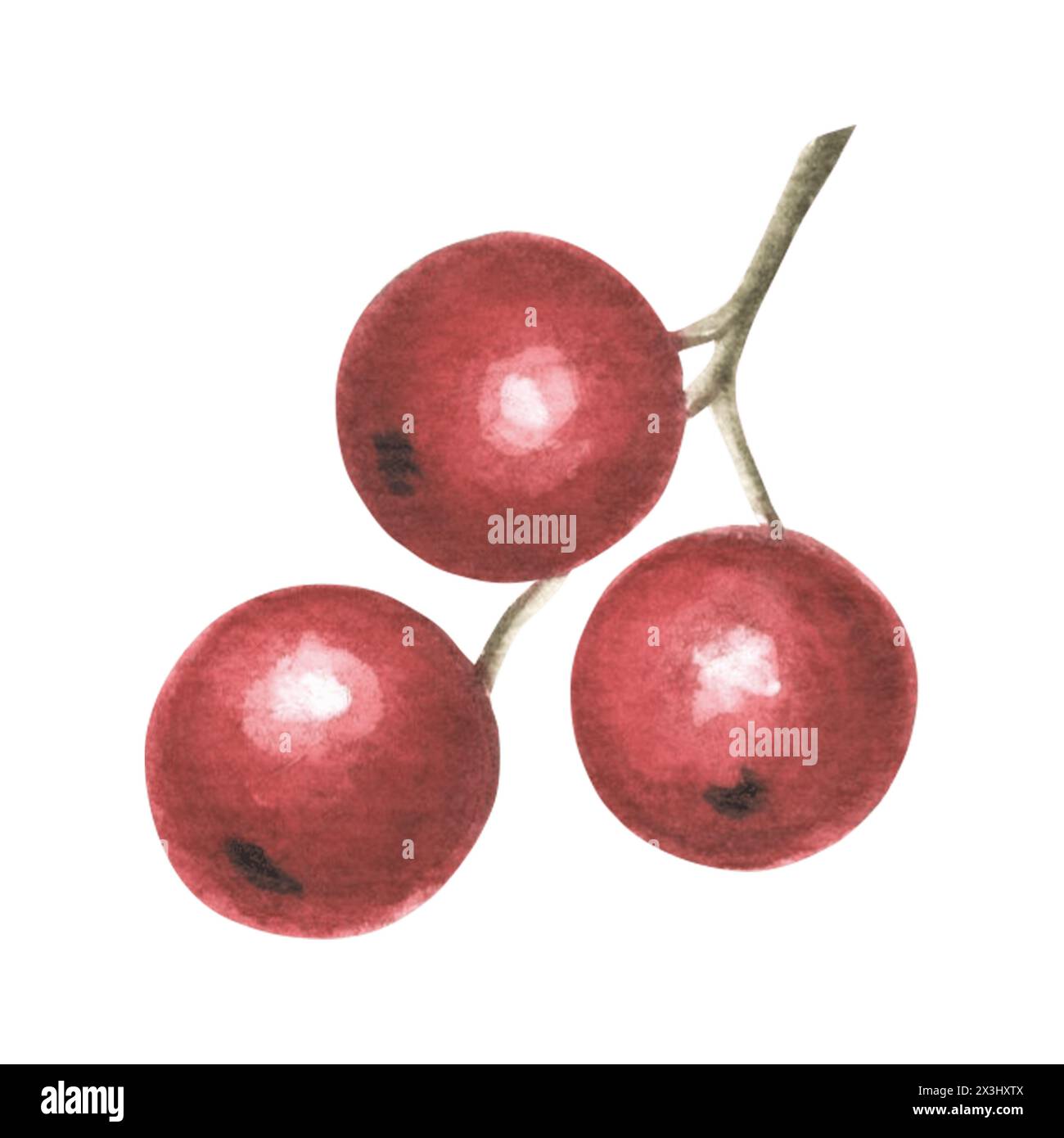 Red holly berries. Summer, autumn harvest of food. Forest round berry ...