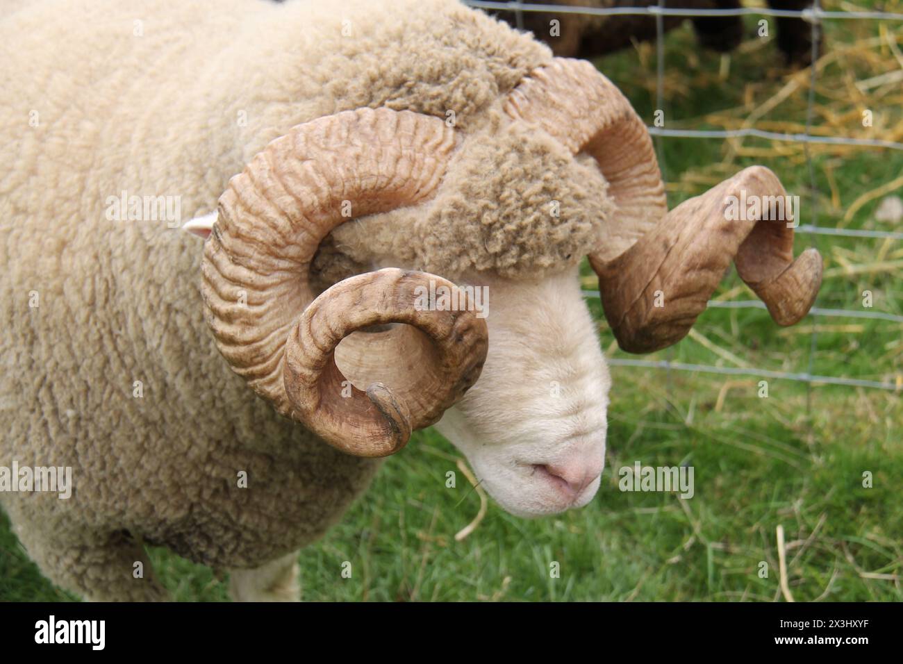 The Large Horns of an Adult Ram Farm Sheep Stock Photo - Alamy
