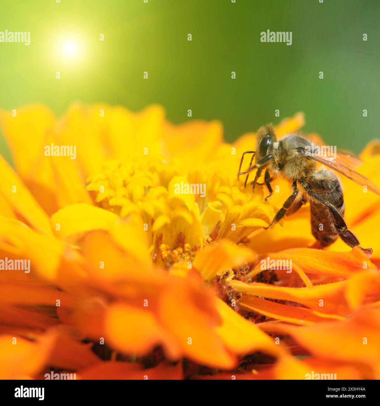 Honey bee pollinating a flower Stock Photo - Alamy