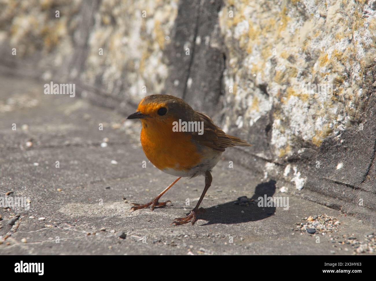 Robin redbreast in the sunshine Stock Photo - Alamy