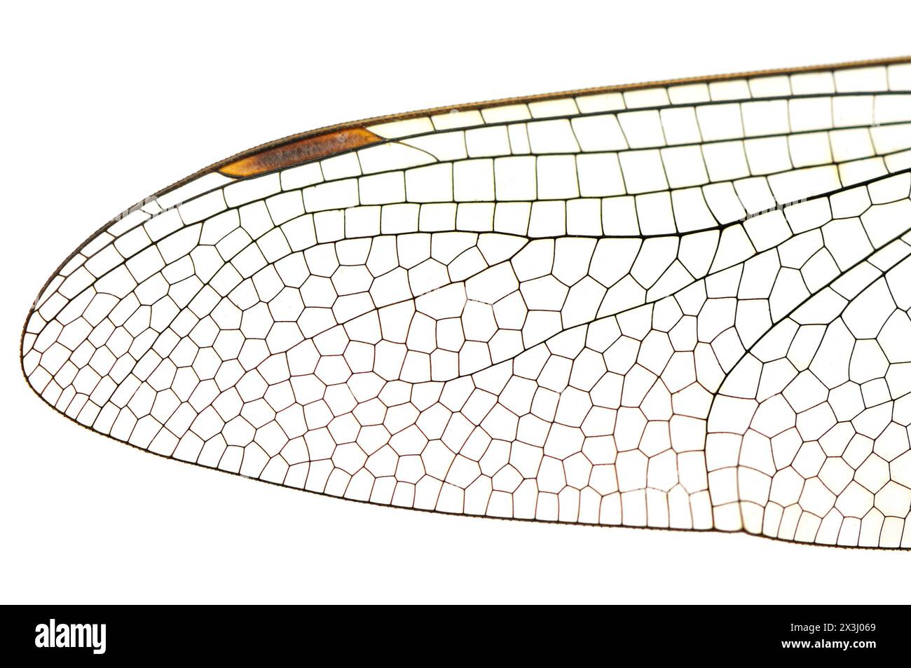 Wing dragonfly close up isolated on white Stock Photo - Alamy