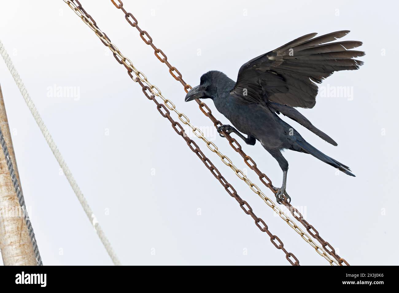 large-billed crow (Corvus macrorhynchos) climbing a metal chain Stock ...