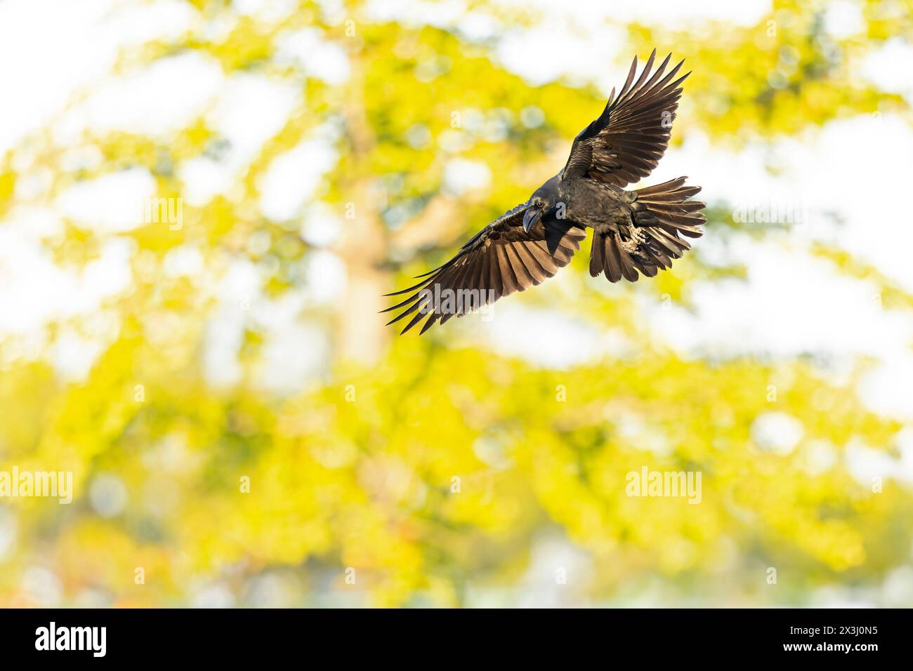 large-billed crow (Corvus macrorhynchos) in flight Stock Photo - Alamy
