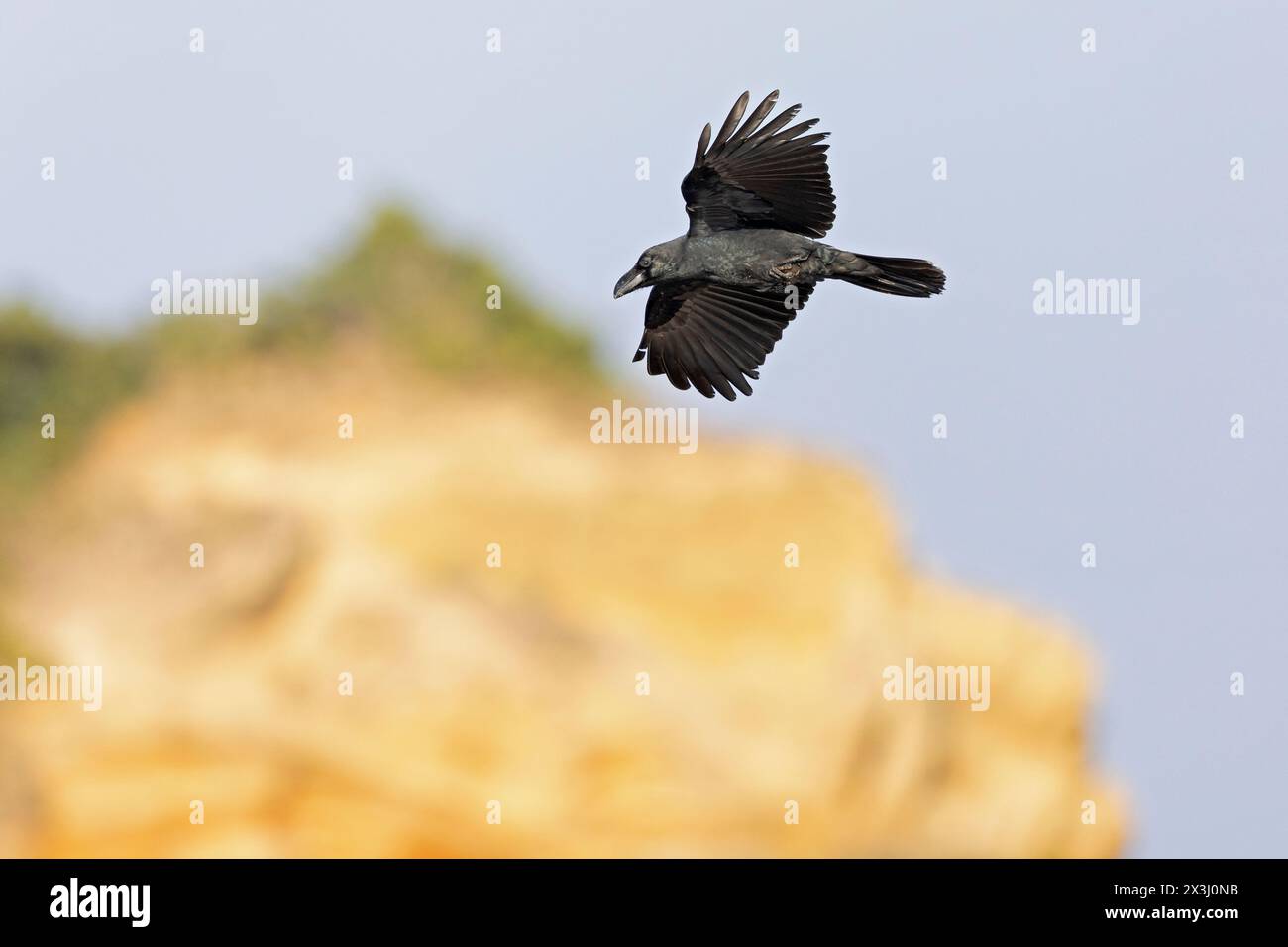 large-billed crow (Corvus macrorhynchos) in flight Stock Photo - Alamy