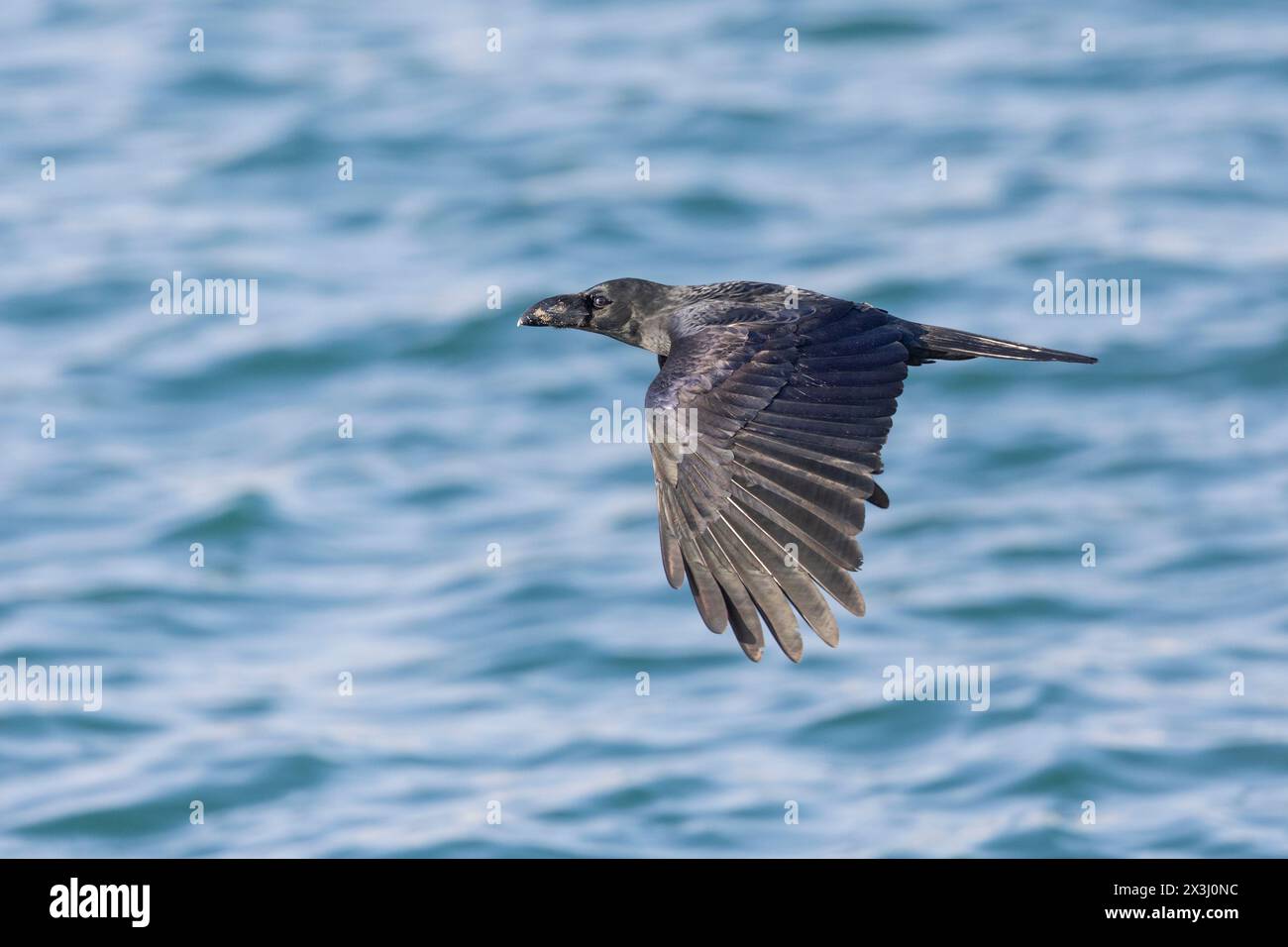 large-billed crow (Corvus macrorhynchos) in flight Stock Photo - Alamy