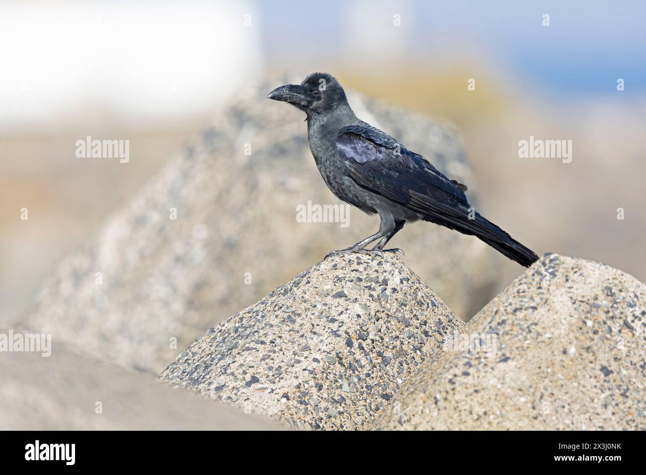 large-billed crow (Corvus macrorhynchos) perched Stock Photo - Alamy