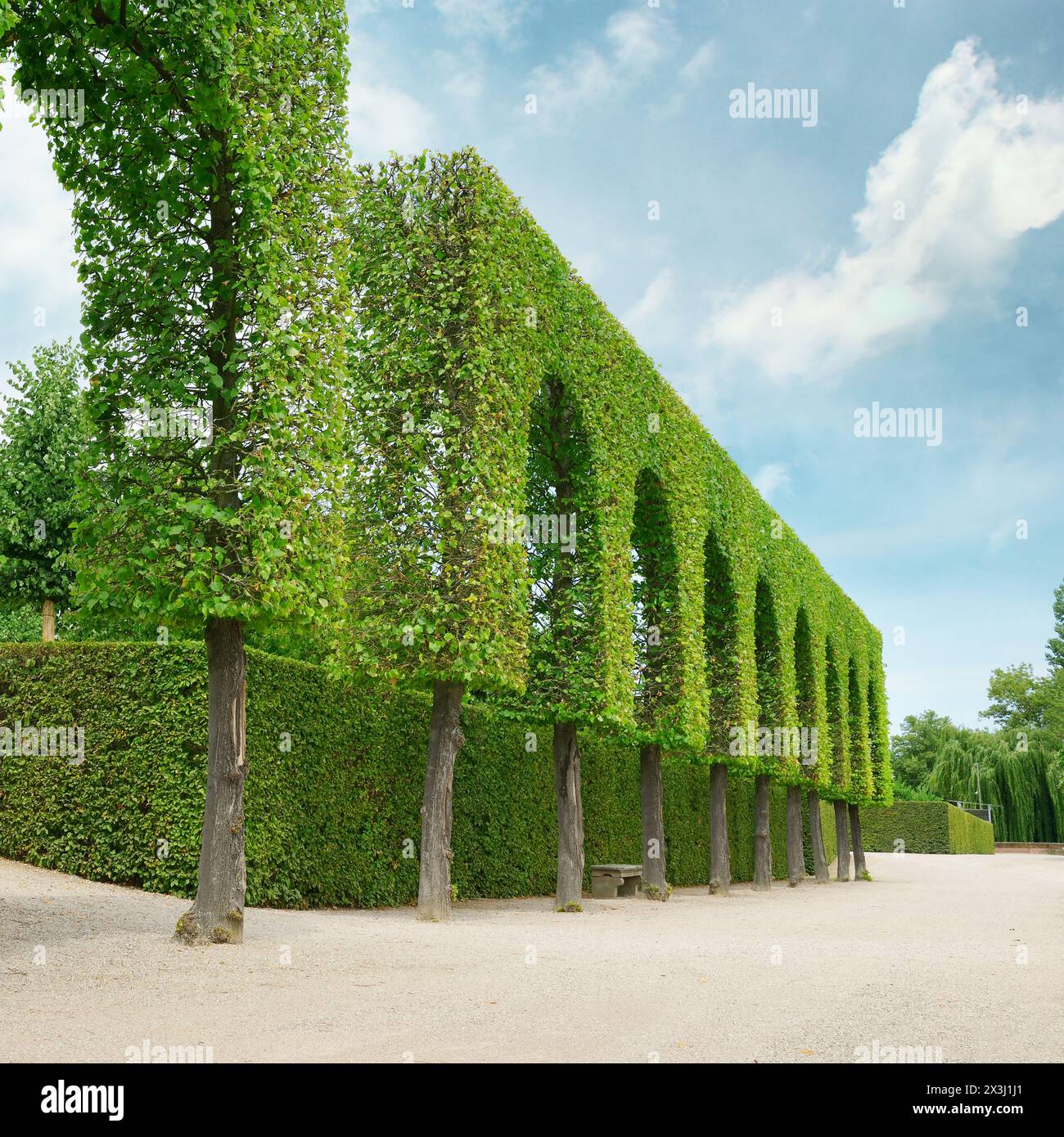 Decorative hedges in the park Stock Photo - Alamy