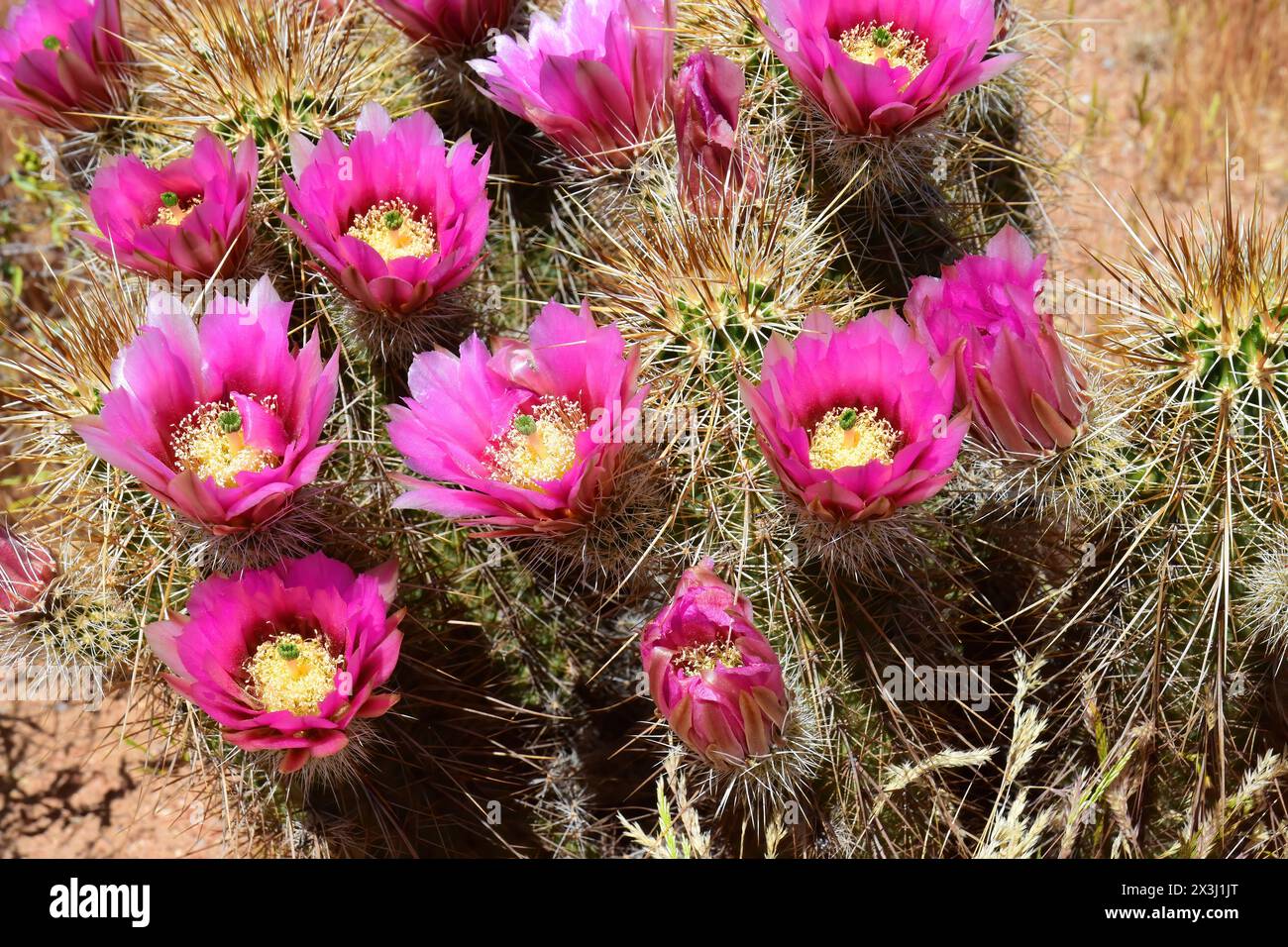 Flowering Hedge Hog cactus in the spring Arizona desert Stock Photo - Alamy