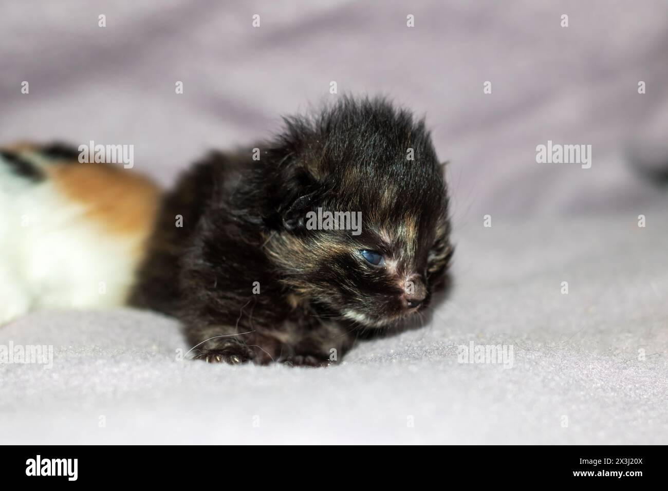 A small Felidae kitten with whiskers is resting on a white blanket ...
