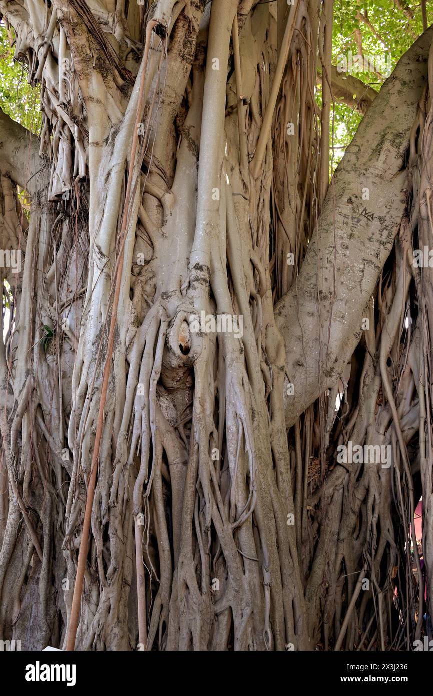 Banyan tree branches hi-res stock photography and images - Alamy