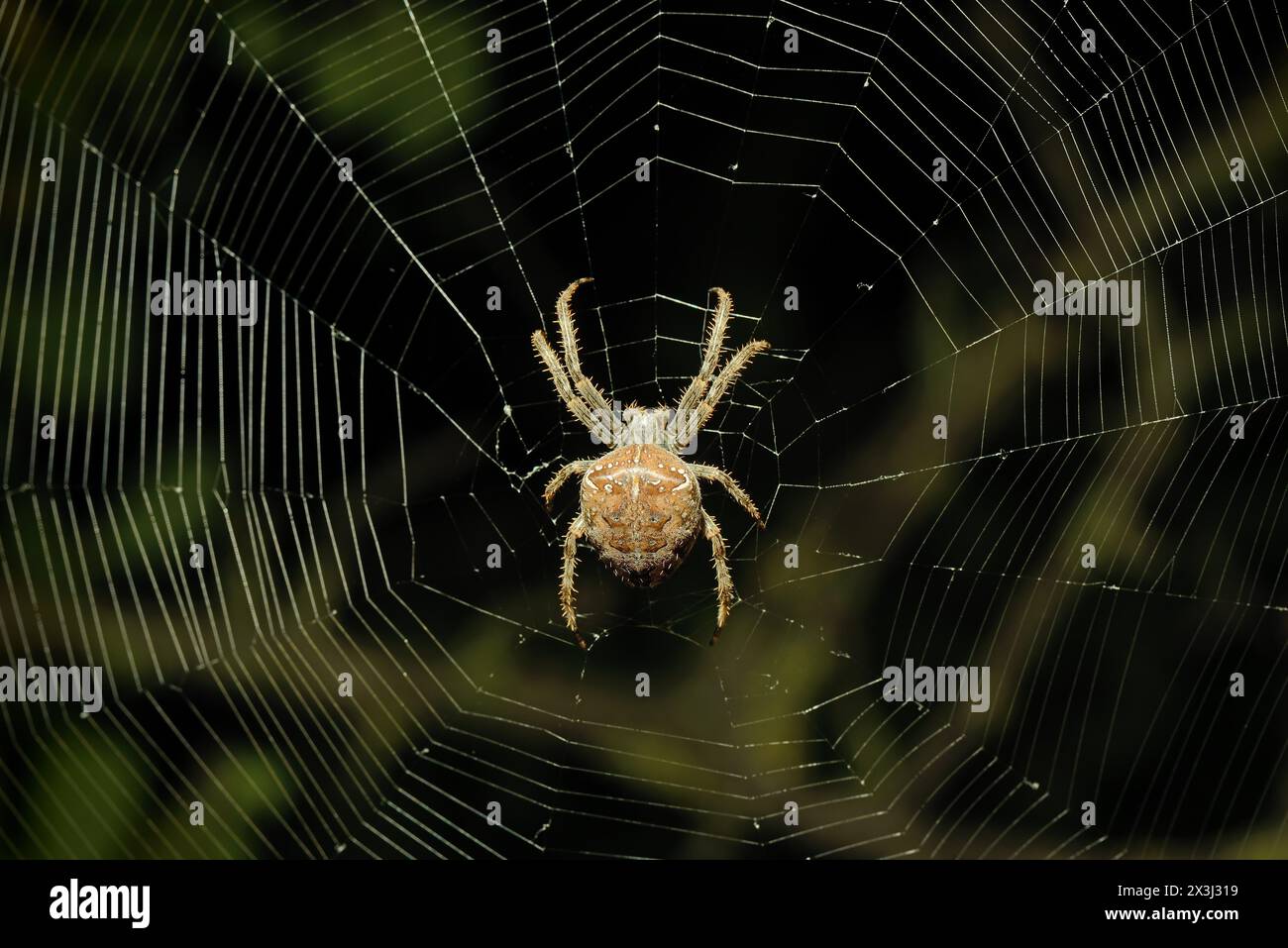 Spiderweb spiders isolated on hi-res stock photography and images - Alamy