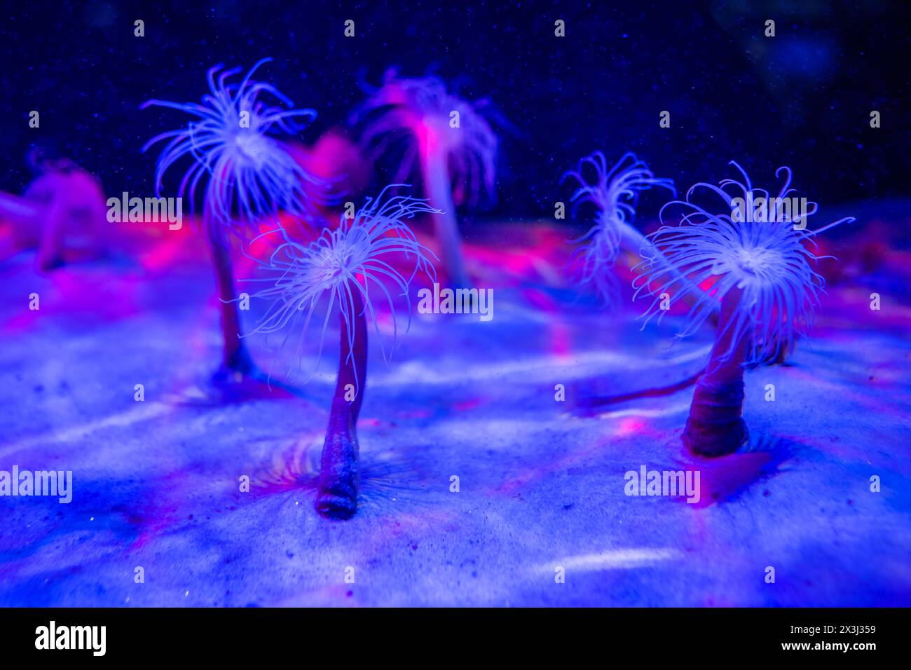 Anemone swimming under water hi-res stock photography and images - Alamy