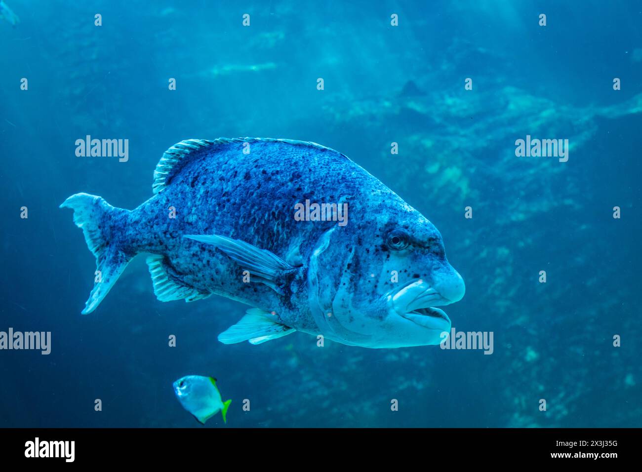 Black musselcracker Cymatoceps nasutus side Stock Photo - Alamy
