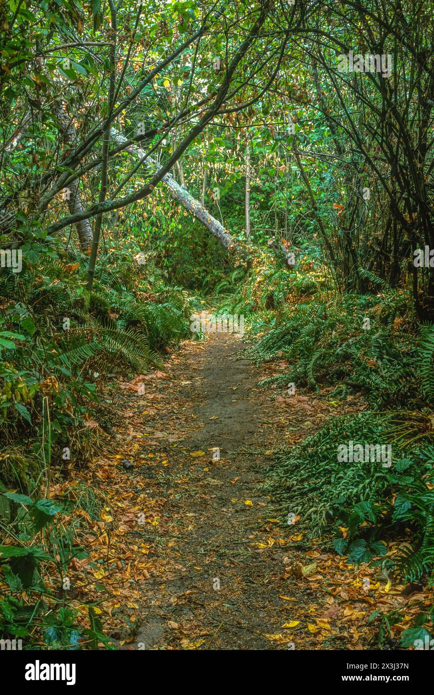 Seattle discovery park hi-res stock photography and images - Alamy