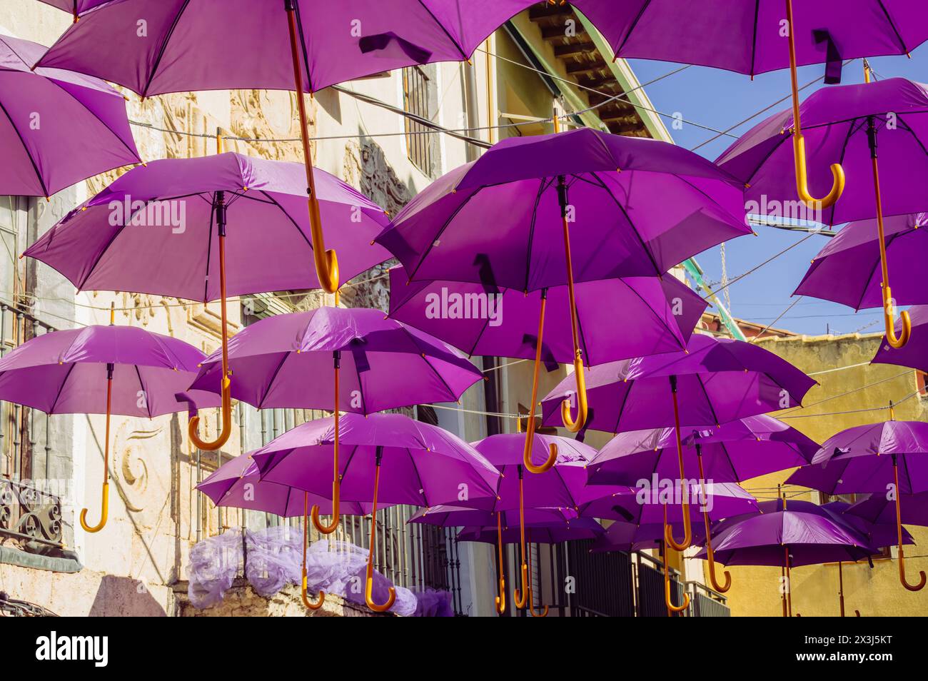 Purple Rain: A Lavender Festival Symphony during the Lavender Festival ...